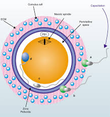 The Menstrual Cycle: Ovulation | Naturally Fertile