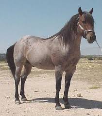 | Bienvenue sur mon site consacré aux chevaux