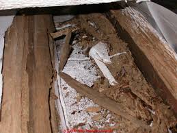 The MOLD THAT EATS HOUSES: MERULIPORIA INCRASSATA