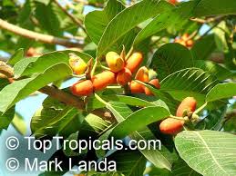 petition: Don't amend KPT Act to increase axeable tree types by 30 more